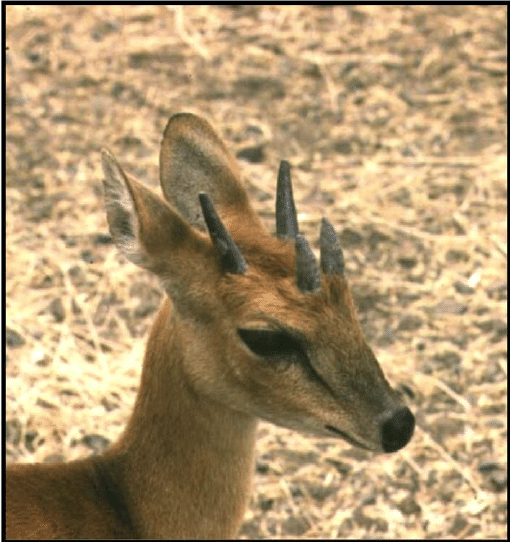 Unicum in de dierenwereld – the wildlife academy